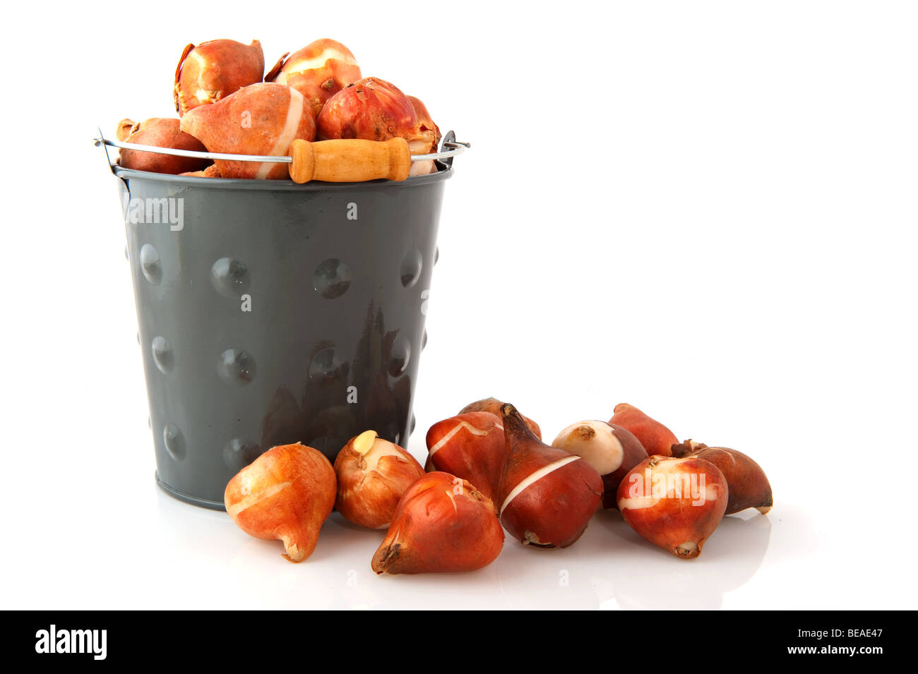 flower bulbs tulips in grey metal bucket Stock Photo - Alamy