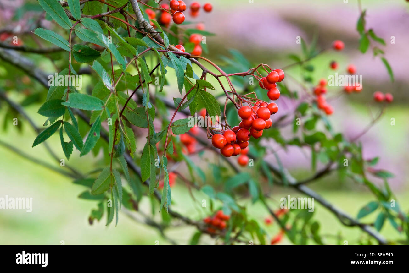 Rowan berries 2 Stock Photo - Alamy