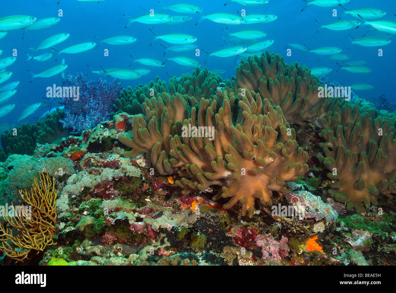 School of gold-banded fusilier fish, Gulf of Aden, Djibouti Stock Photo ...