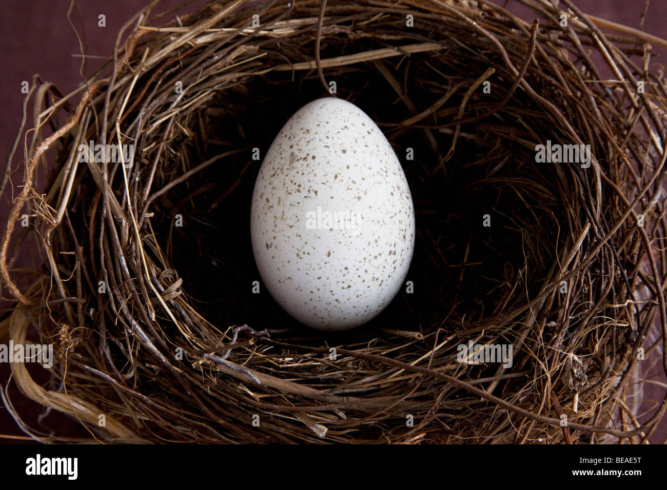 An egg in a bird's nest Stock Photo - Alamy