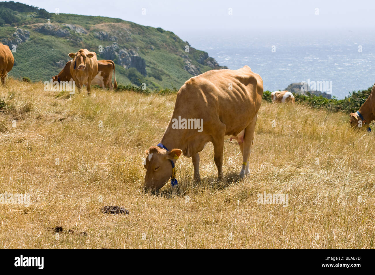 Guernsey cows hi-res stock photography and images - Alamy