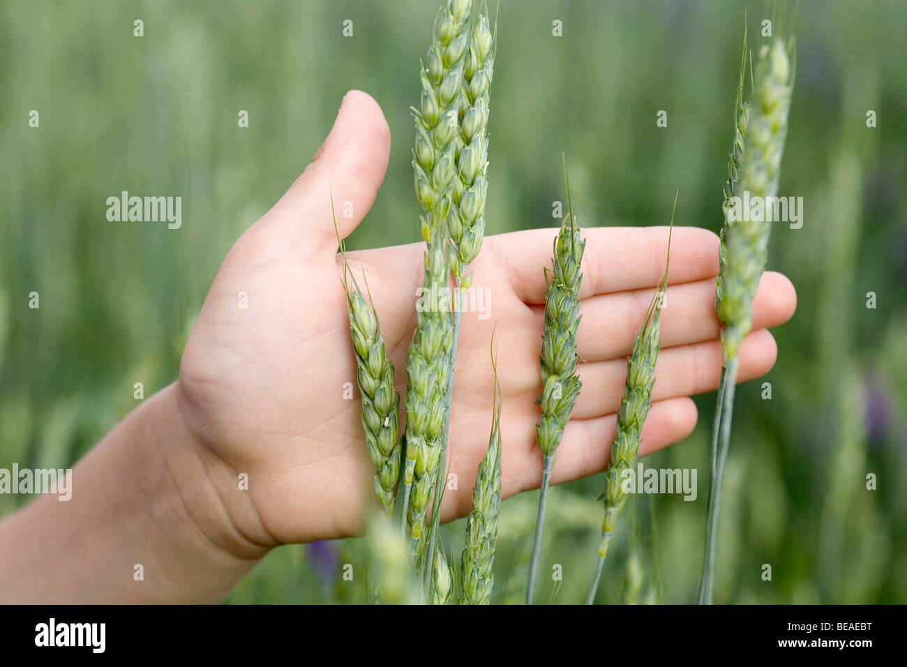 Hand in a field hi-res stock photography and images - Alamy