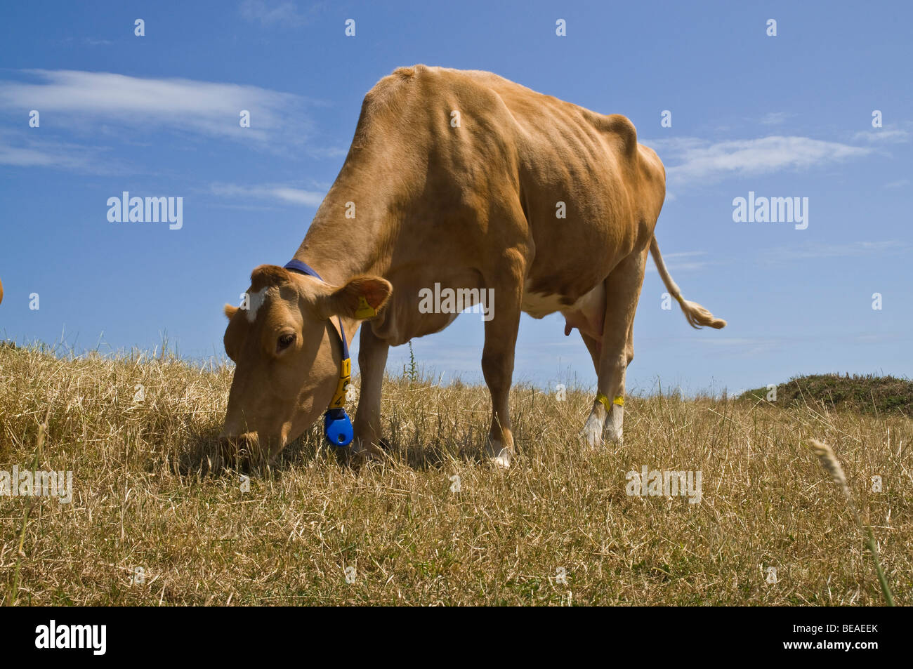 dh Guernsey cow ANIMAL GUERNSEY Guernsey cow grazing in stubbled field ...
