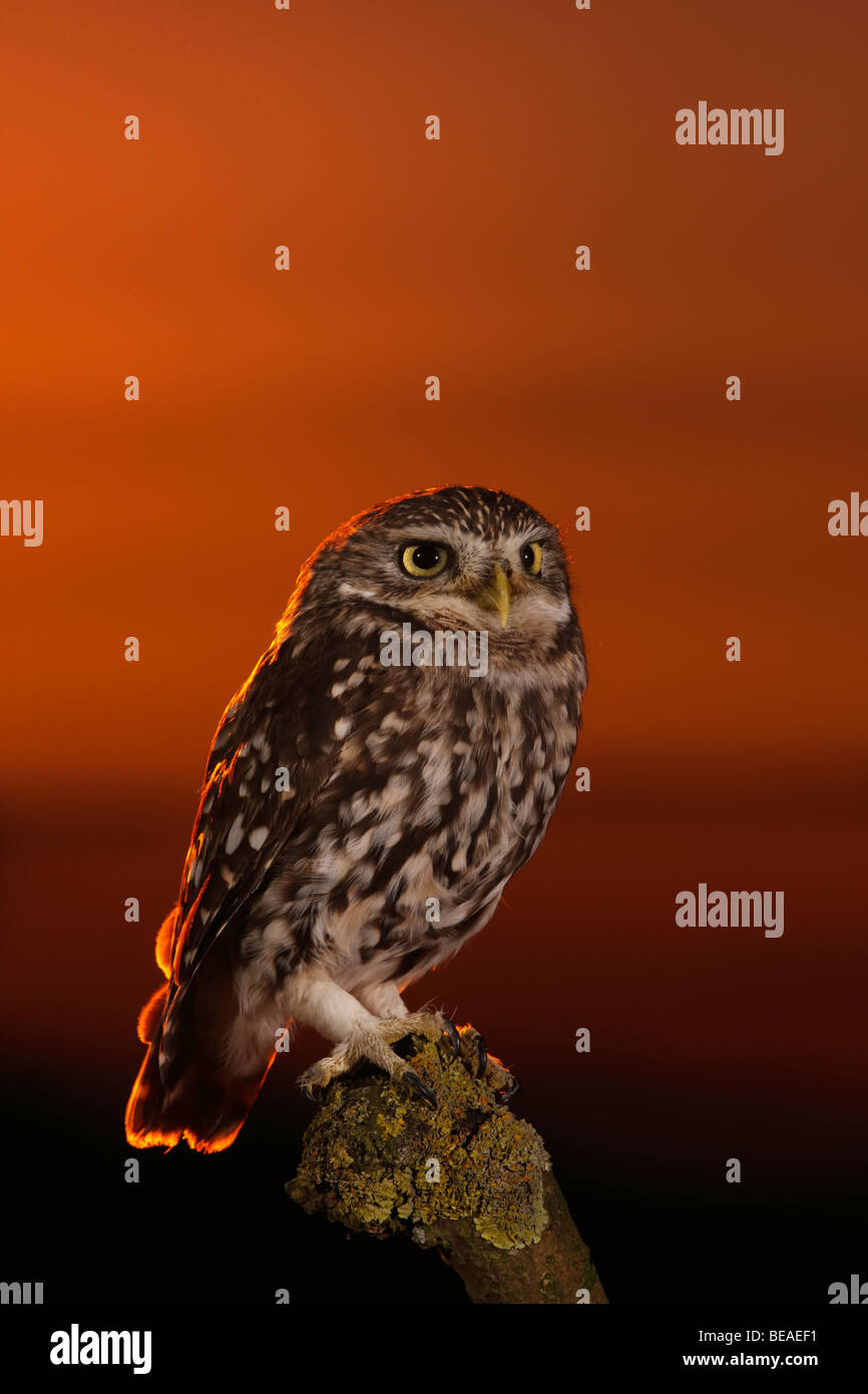 Noctua hi-res stock photography and images - Alamy