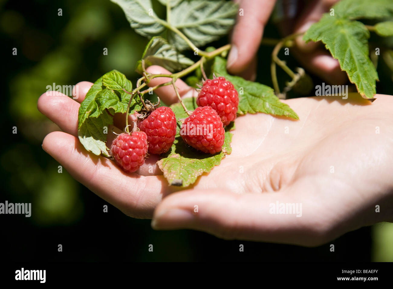 A human hand holding raspberries from a raspberry bush Stock Photo - Alamy