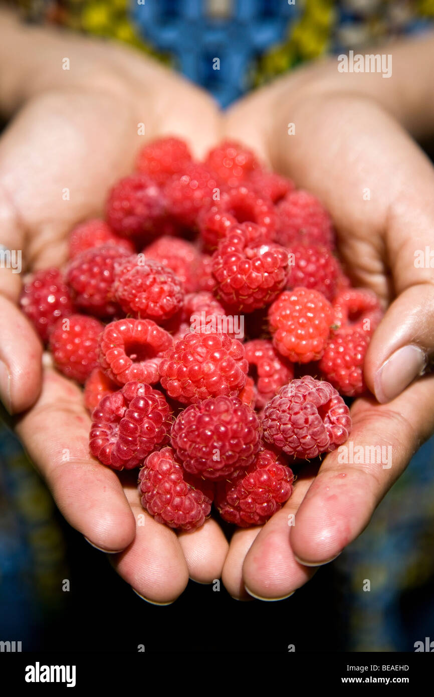 A heap of raspberries in cupped hands Stock Photo - Alamy