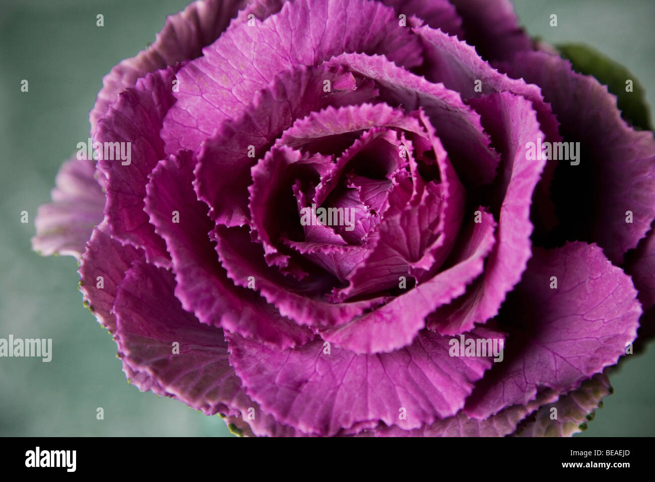 A cabbage flower Stock Photo - Alamy