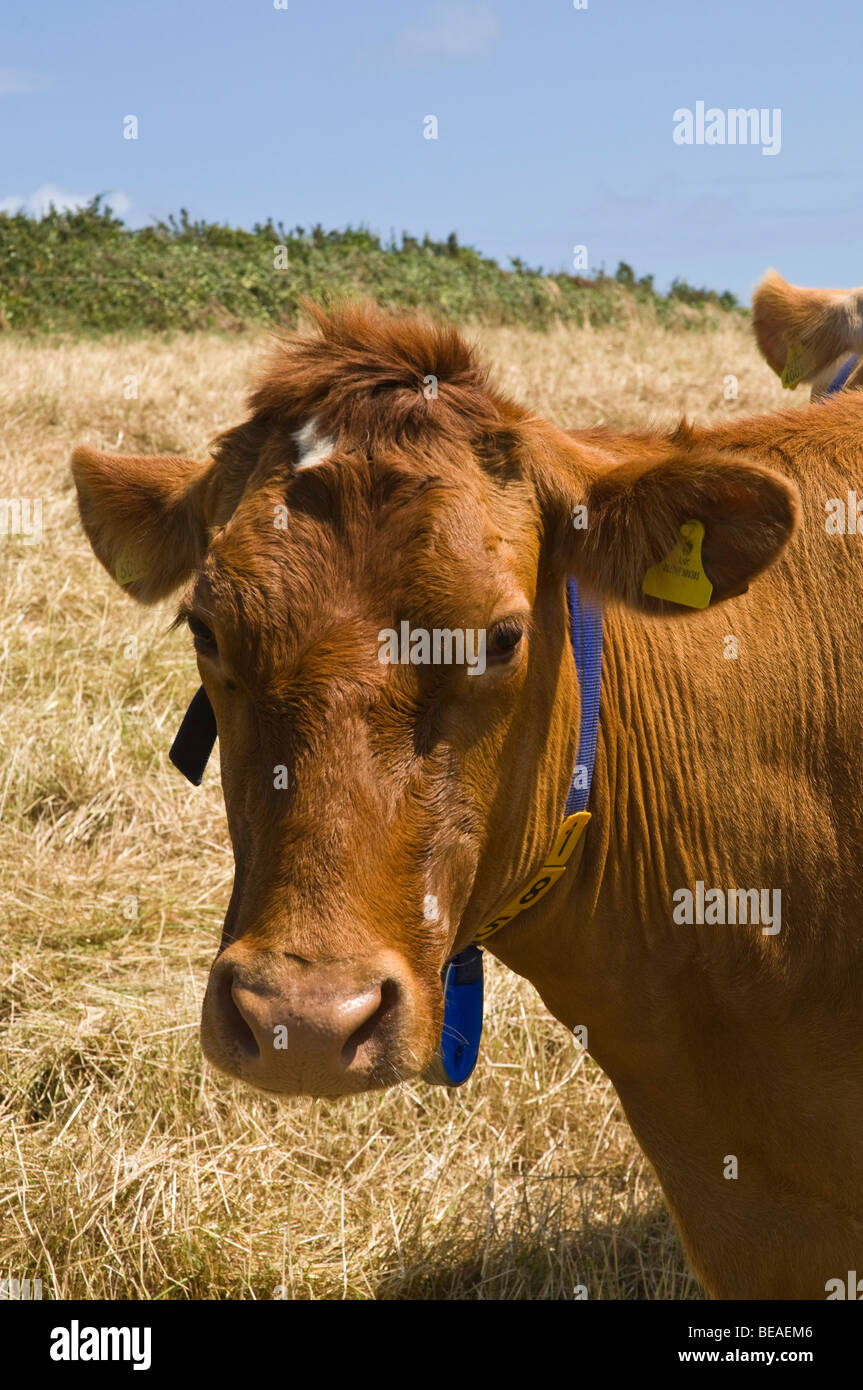 Dh guernsey cow animal guernsey hi-res stock photography and images - Alamy