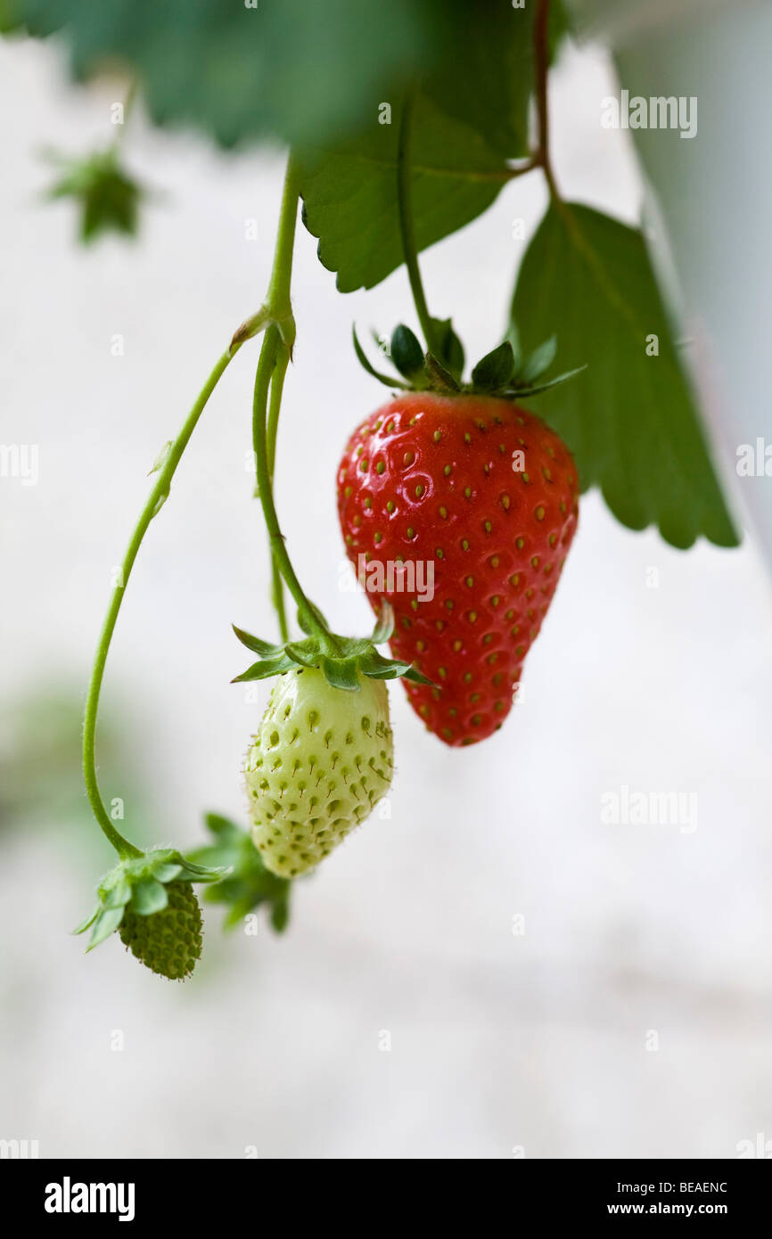 Unripe ripe strawberry hi-res stock photography and images - Alamy