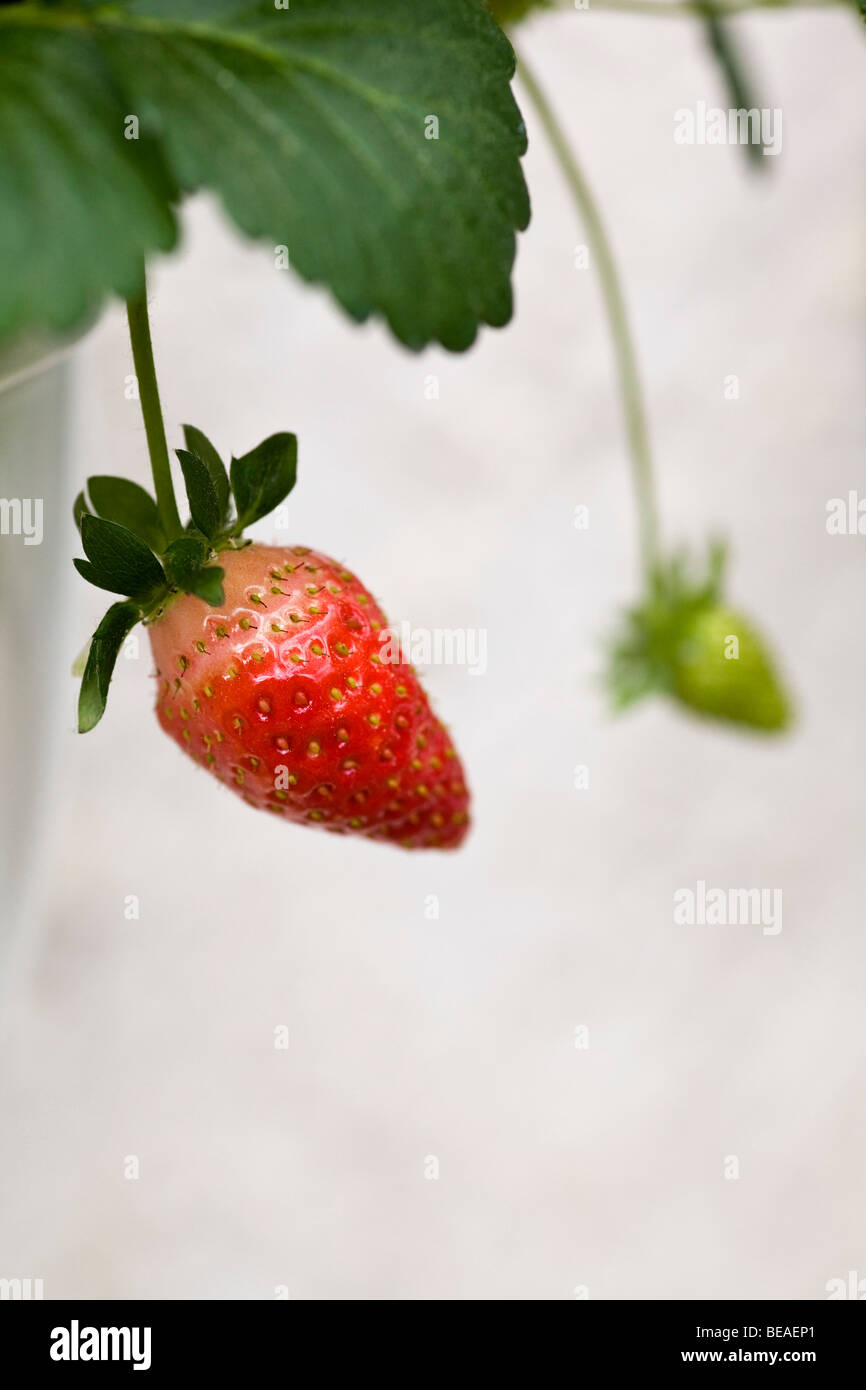 An unripe strawberry on a stem Stock Photo - Alamy