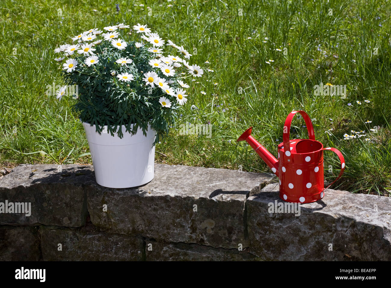 A potted plant of daisies and a watering can Stock Photo - Alamy
