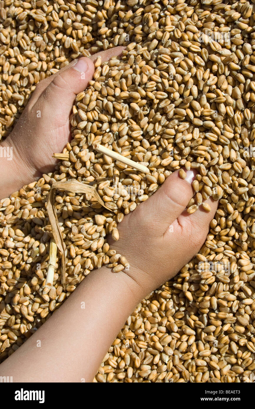 Hands and wheat hi-res stock photography and images - Alamy