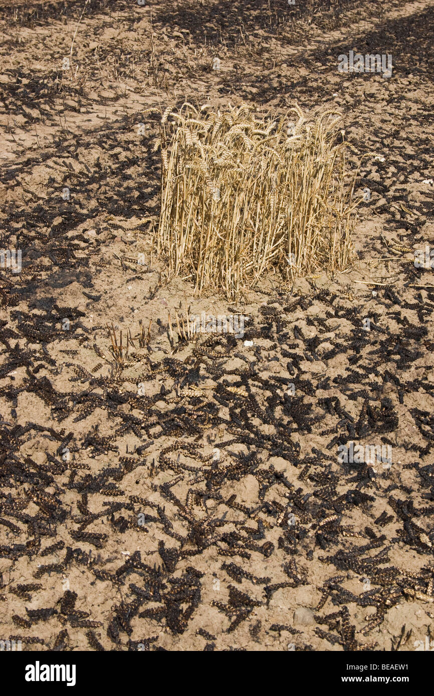 Burnt photography hi-res stock photography and images - Alamy