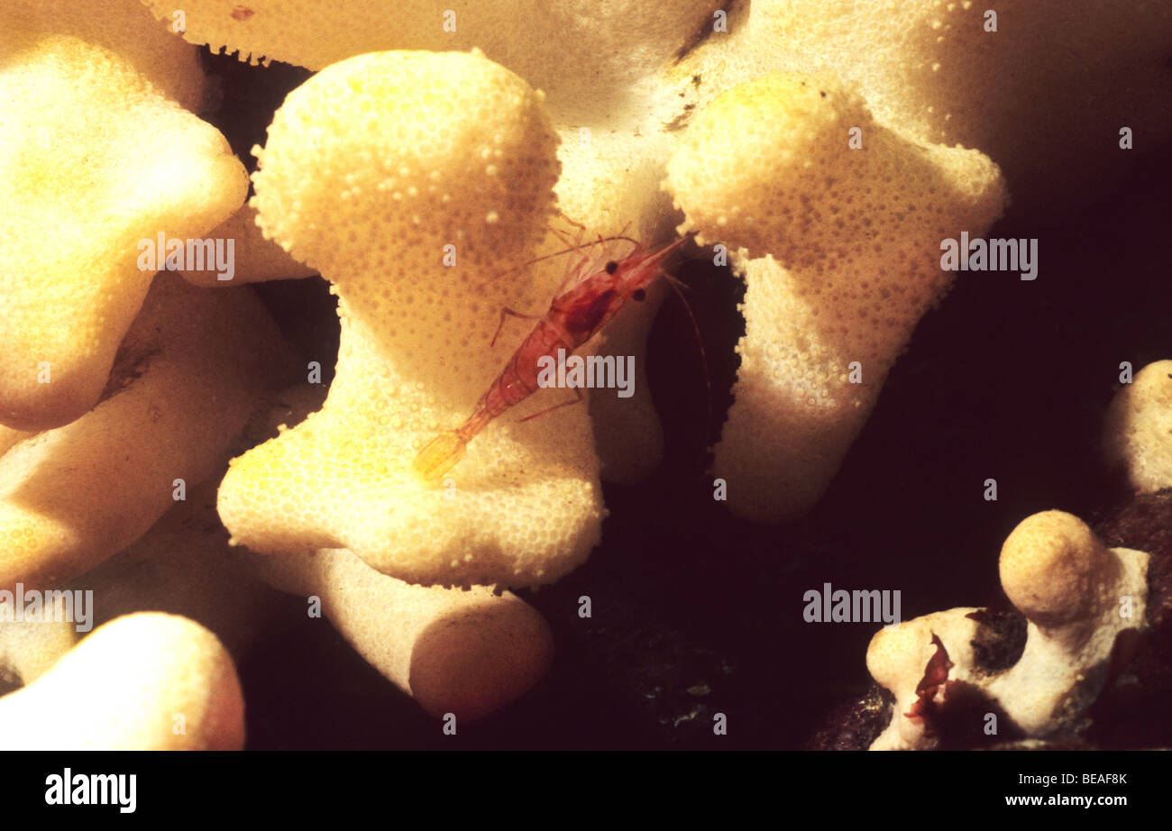 Pink Prawn on Dead Men's Fingers. Northern Prawn. Pandalus Montagui ...