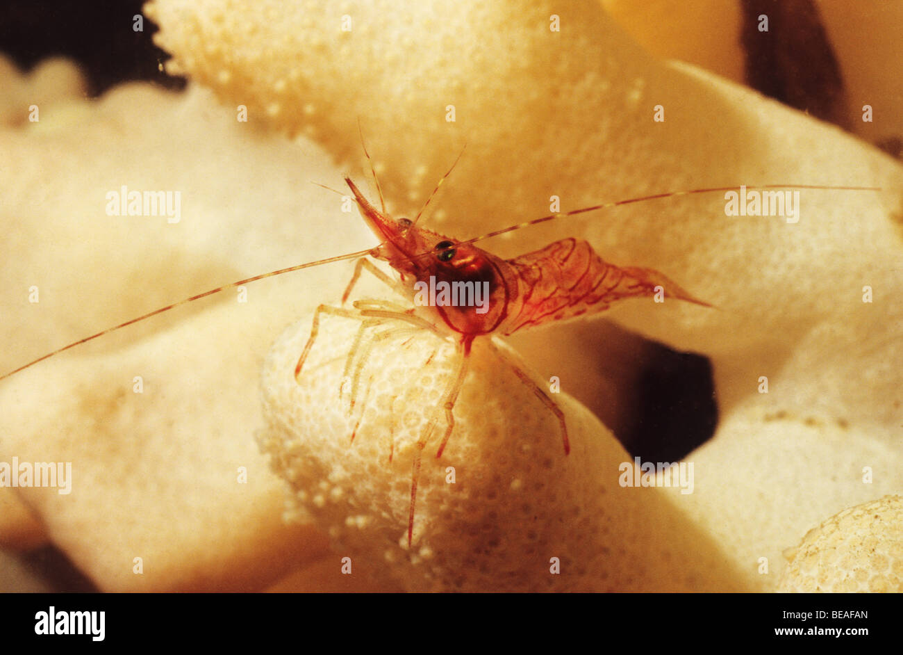 Pink Prawn on Dead Men's Fingers. Northern Prawn. Pandalus Montagui ...