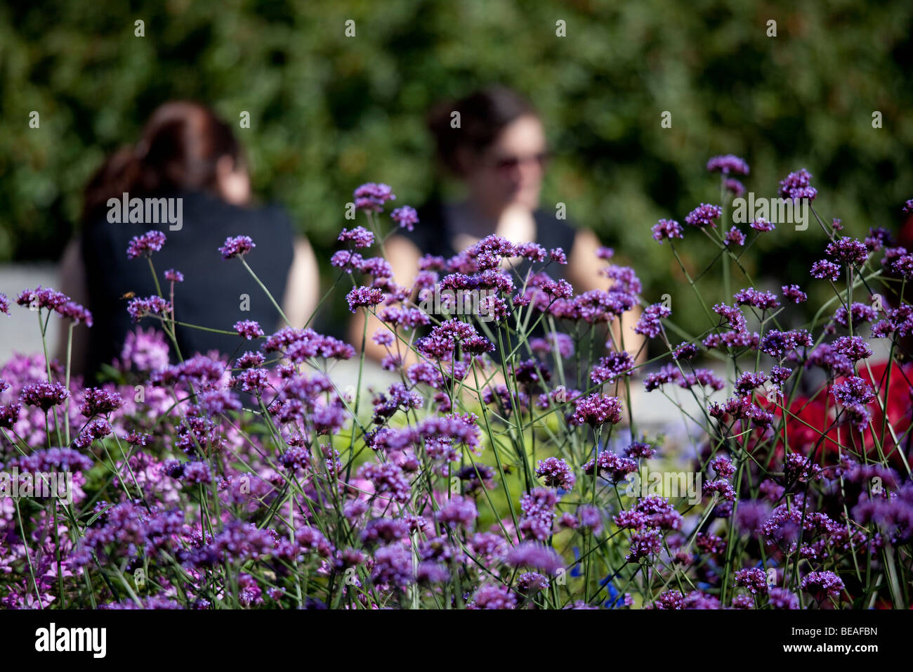 Flowers in Mont Royal Park Montreal Canada Stock Photo - Alamy