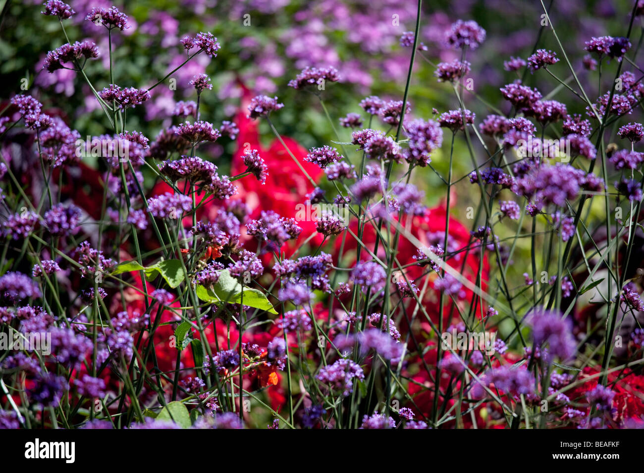 Montroyal parc hi-res stock photography and images - Alamy