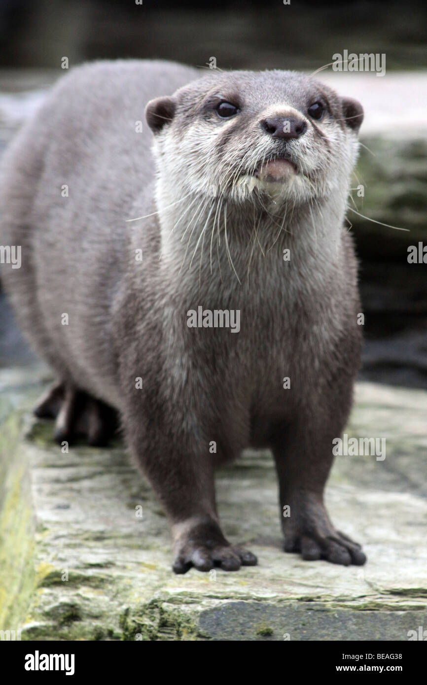 Smallest otter species hi-res stock photography and images - Alamy
