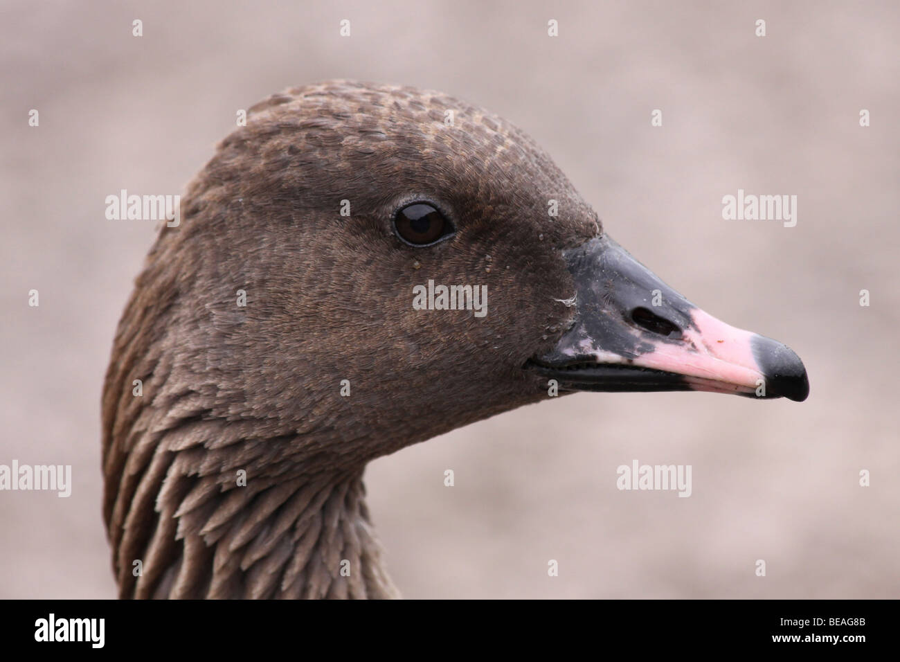 British geese goose hi-res stock photography and images - Alamy