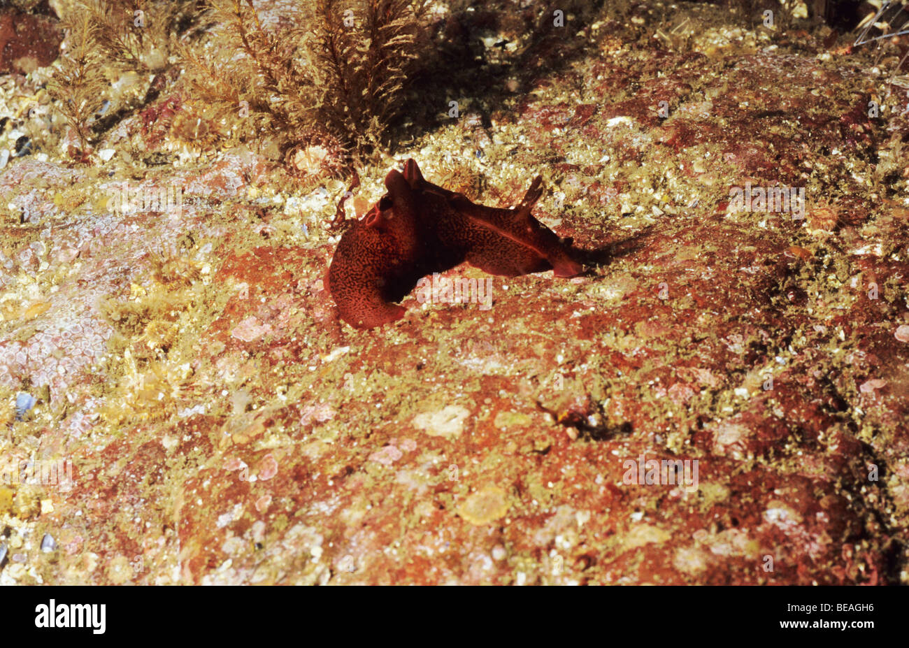 Sea Hare. Sea Slugs. Aplysia Punctata. Underwater out of St Abbs ...