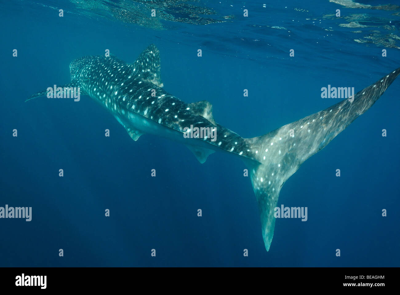 Whale shark swimming, Bay of Tadjoura, Gulf of Aden Stock Photo - Alamy