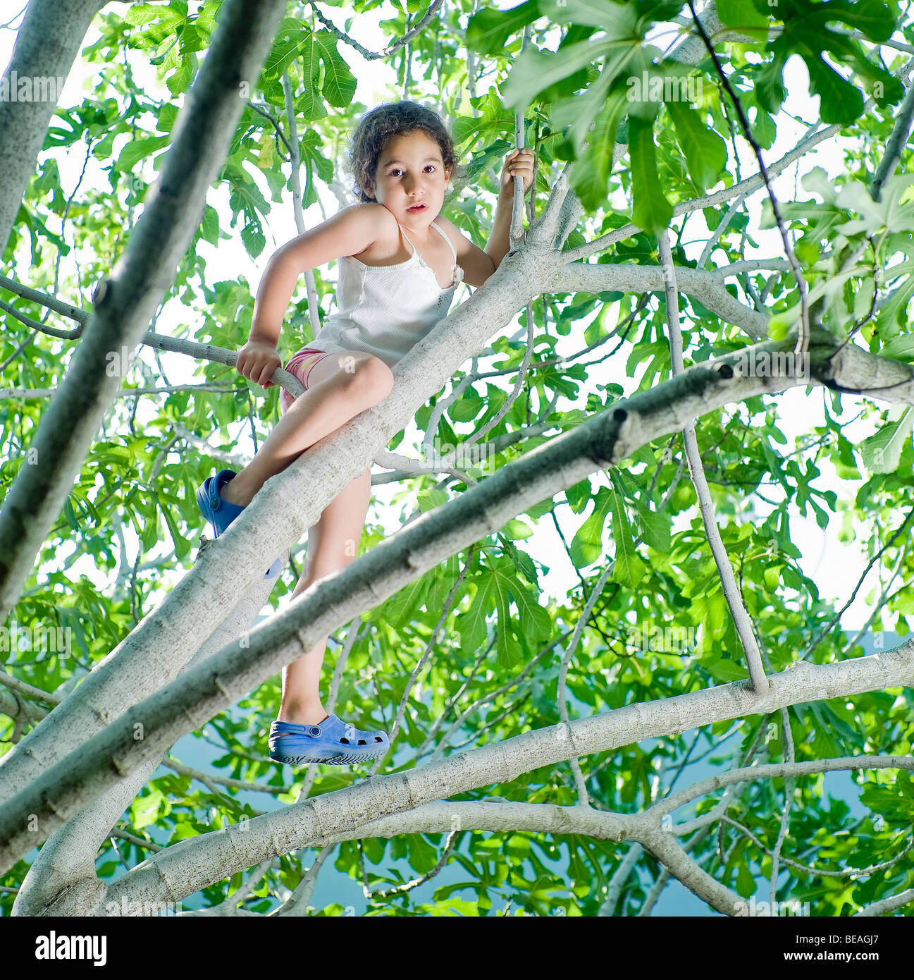 On a fig tree hi-res stock photography and images - Alamy
