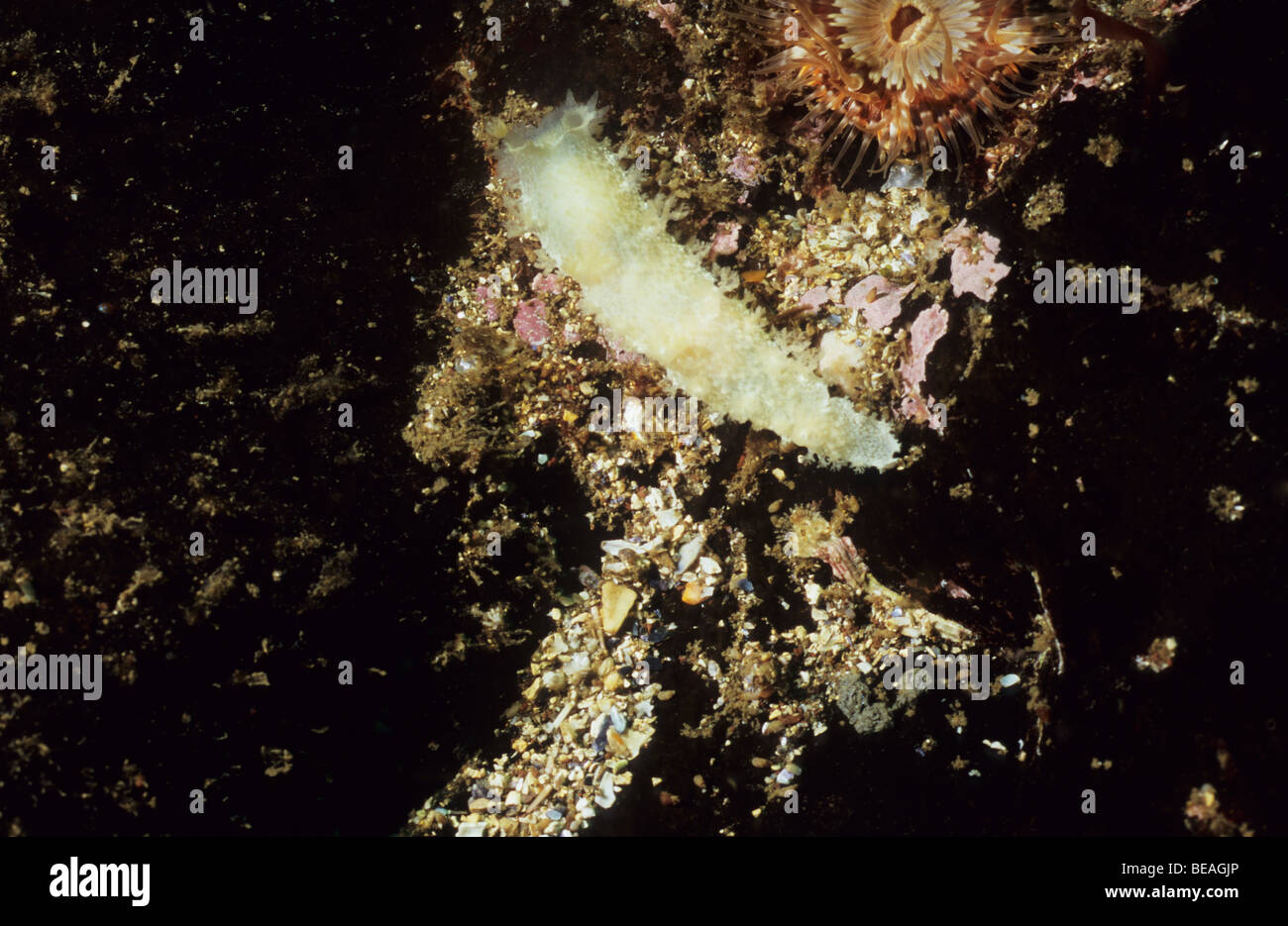 Tritonia hombergii hi-res stock photography and images - Alamy