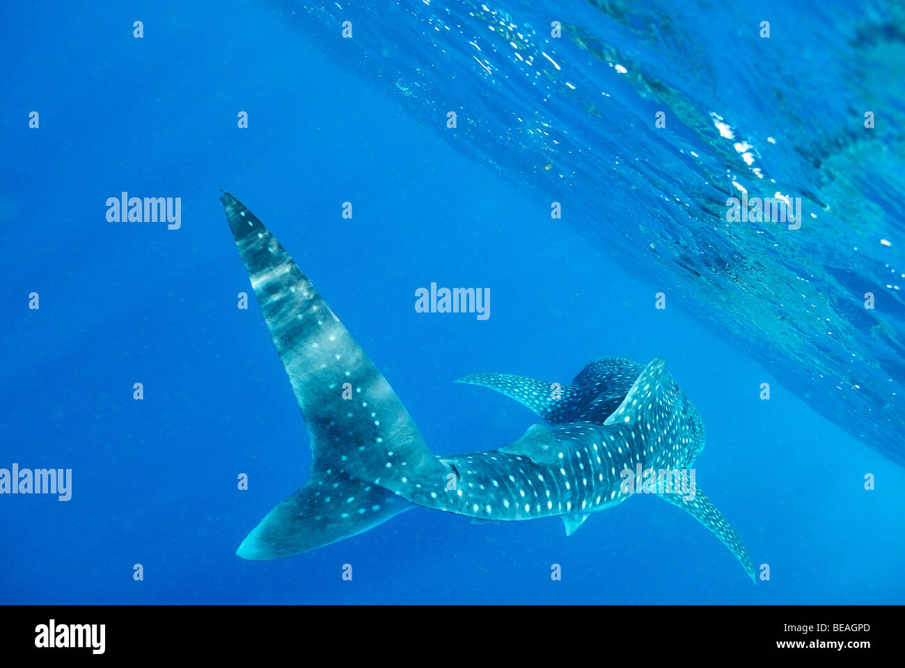 Tadjoura Stock Photos & Tadjoura Stock Images - Alamy