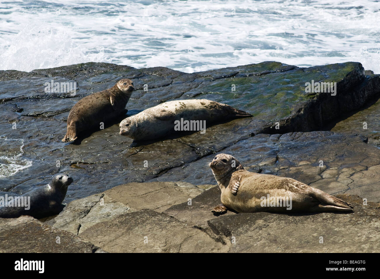 dh Common Seals SEAL UK Seals harbor basking ashore rocky shore North ...