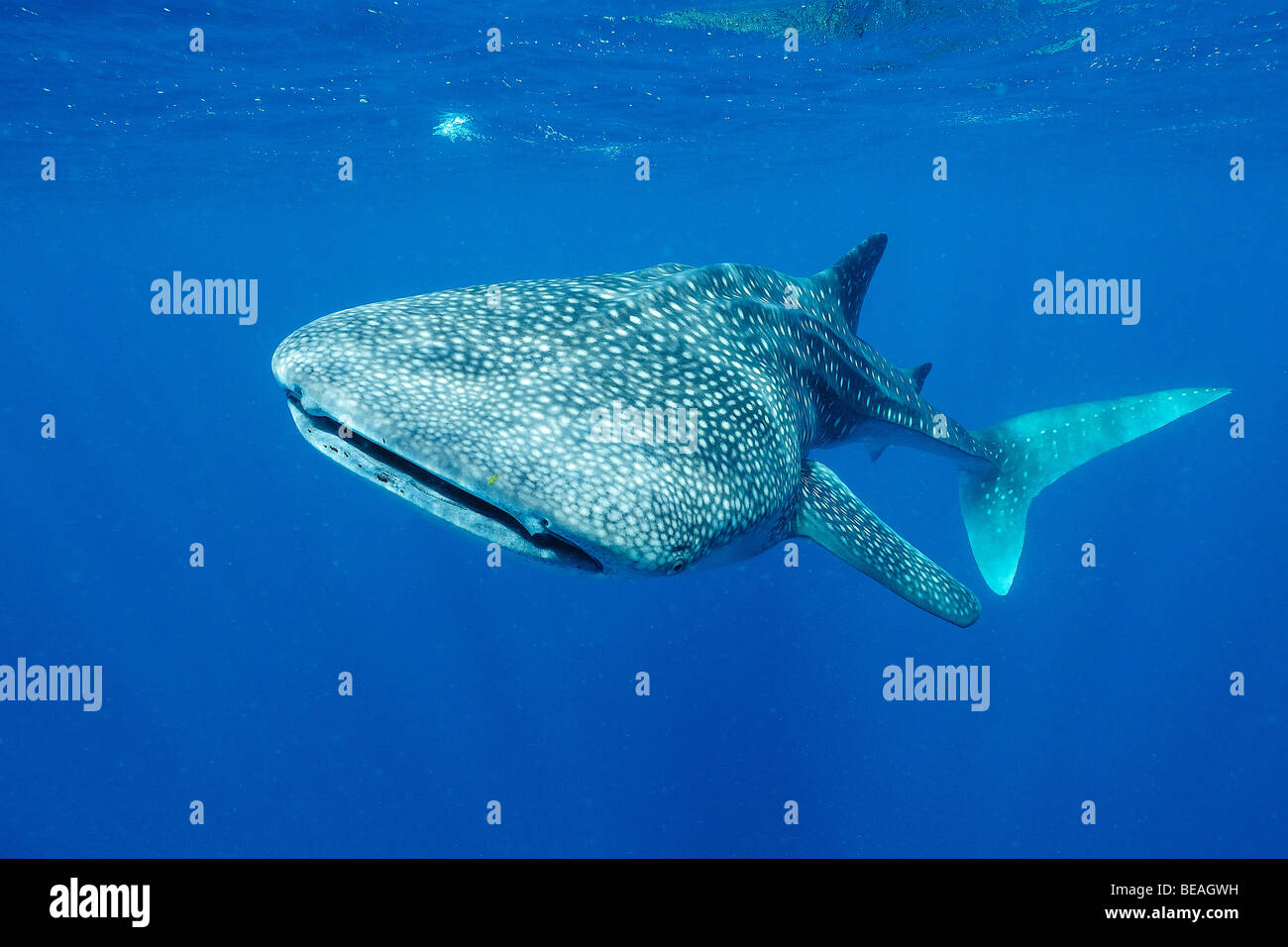 Whale shark swimming, Bay of Tadjoura, Gulf of Aden Stock Photo - Alamy