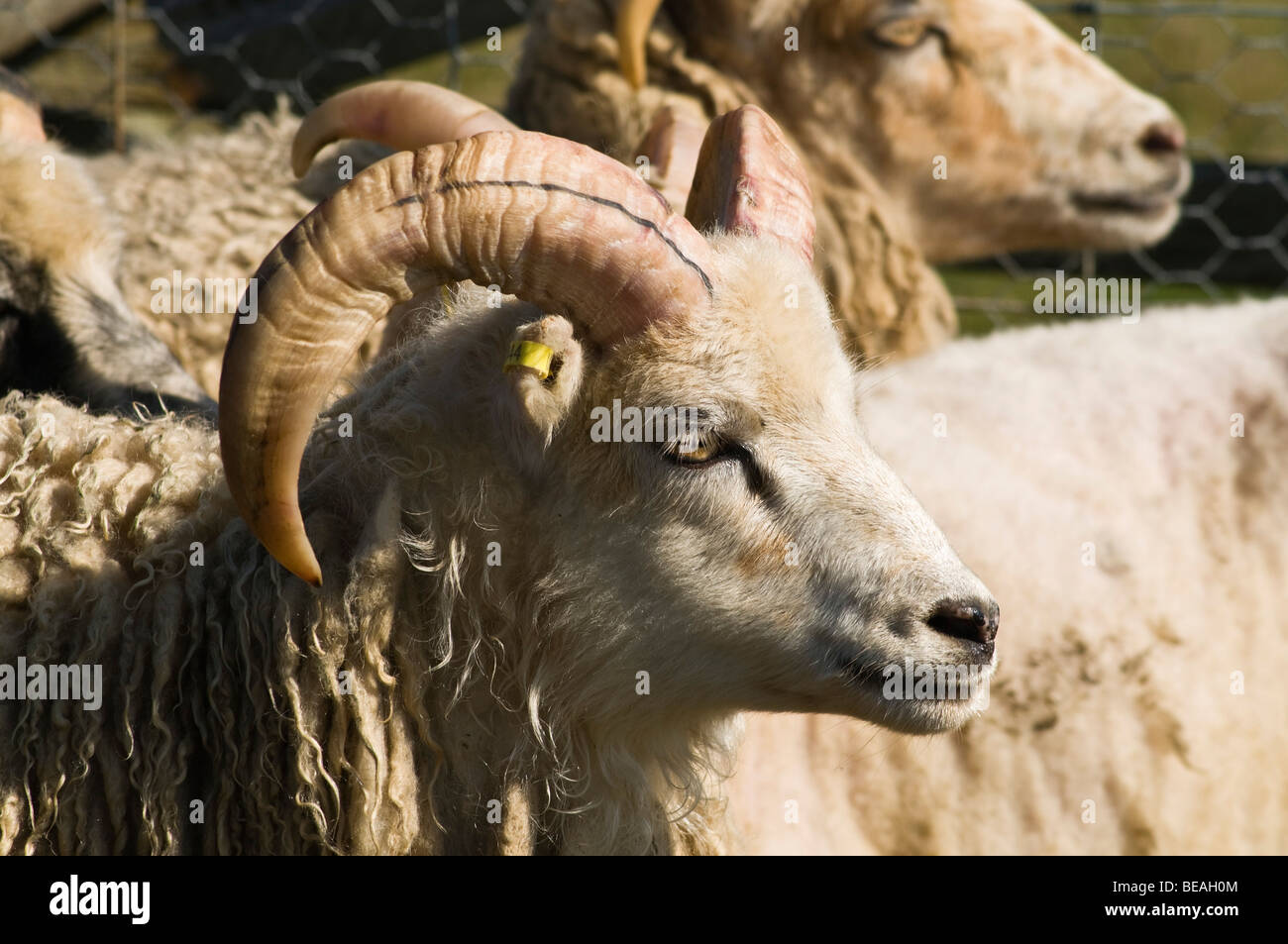 dh NORTH RONALDSAY ORKNEY North Ronaldsay sheep flock face Orkney uk ...