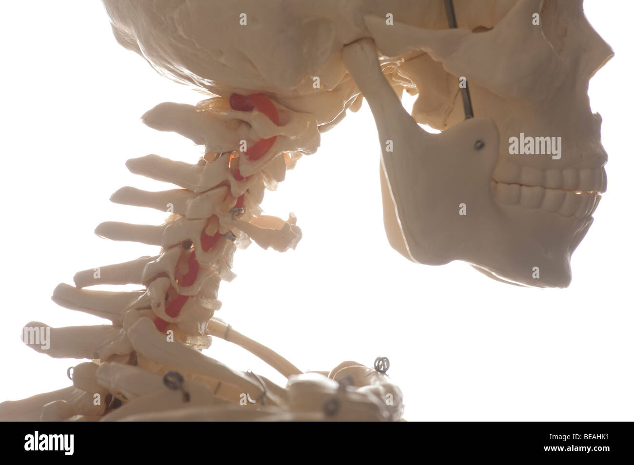 Human skull and spine hi-res stock photography and images - Alamy