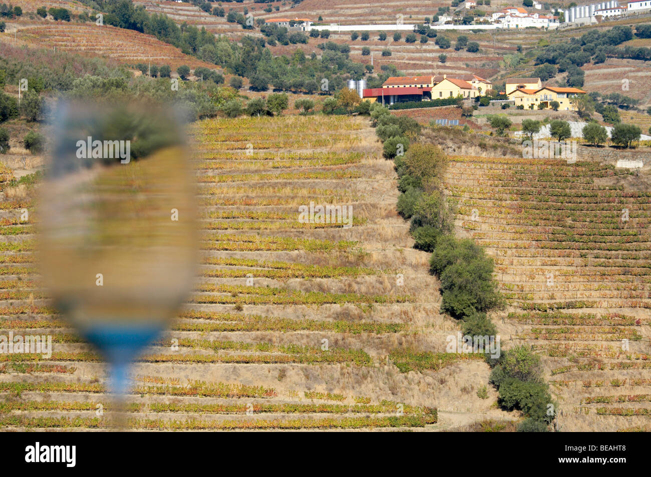 vineyards a glass a quinta douro portugal Stock Photo - Alamy