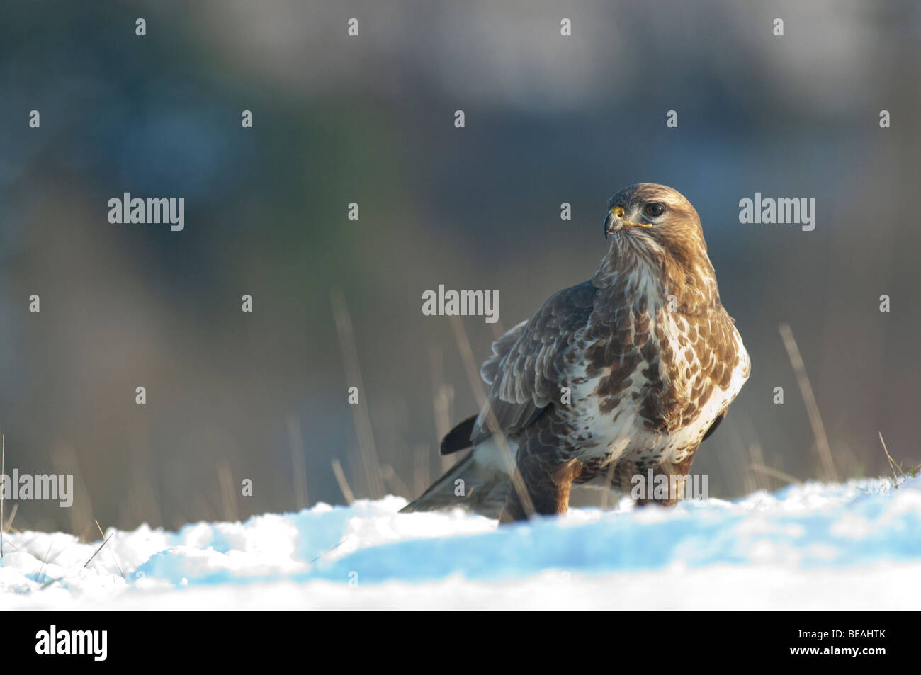 Common Buzzard, Buteo buteo, North Downs, Kent, England. Wild Bird ...