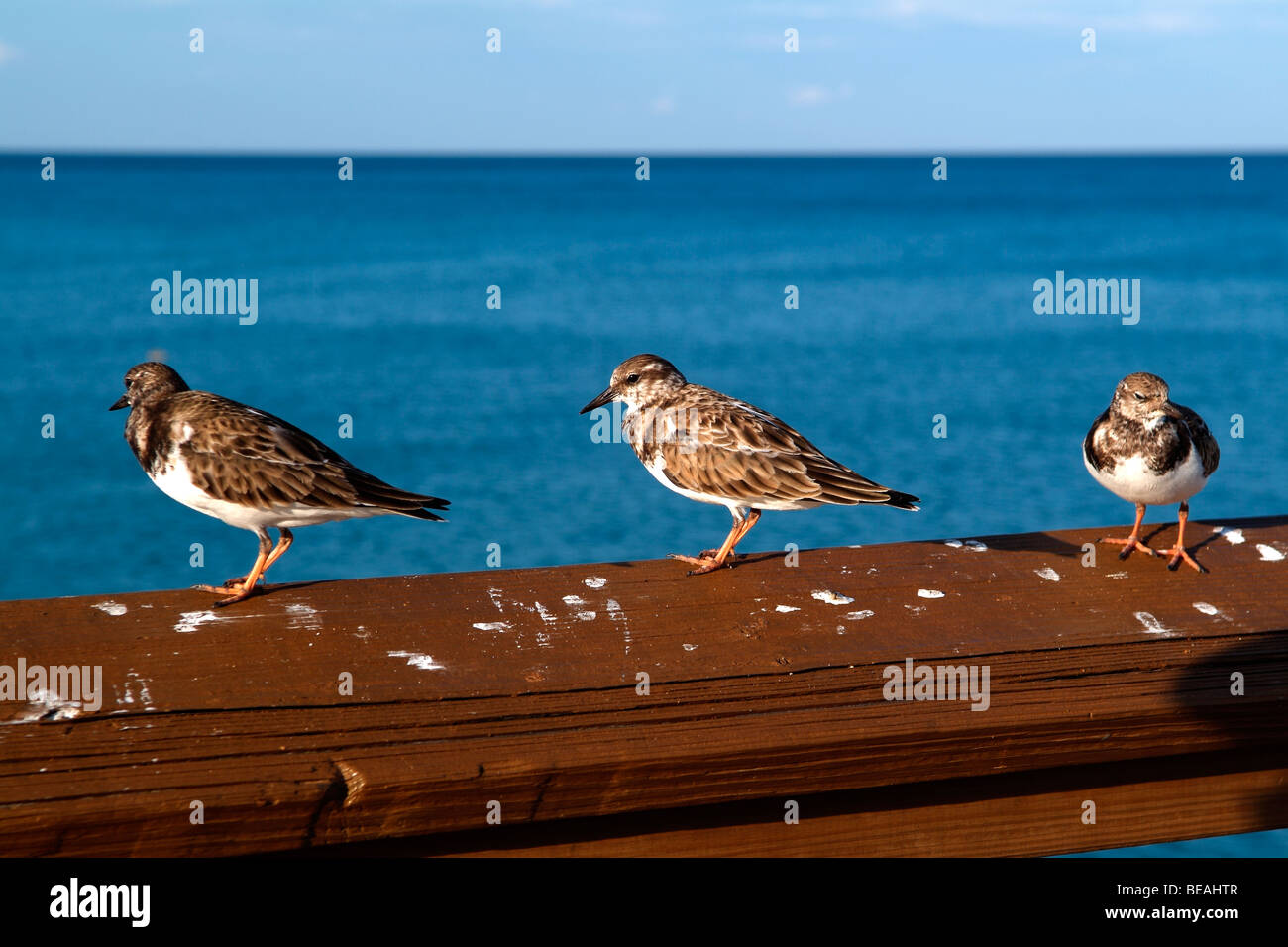 Baird's sandpiper birds, Jupiter, Florida Stock Photo - Alamy