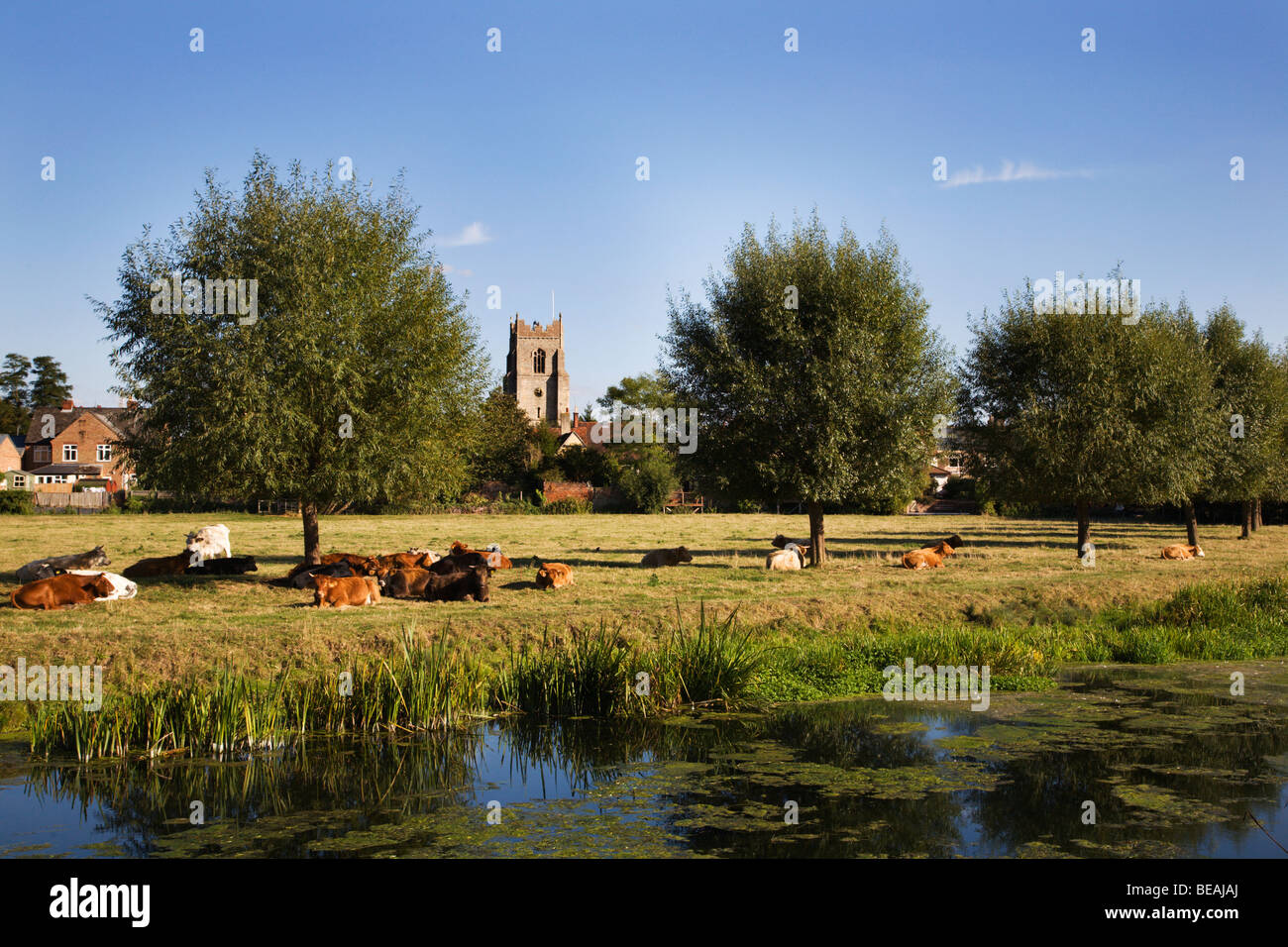 Water Meadows and All Saints Church Sudbury Suffolk England Stock Photo ...