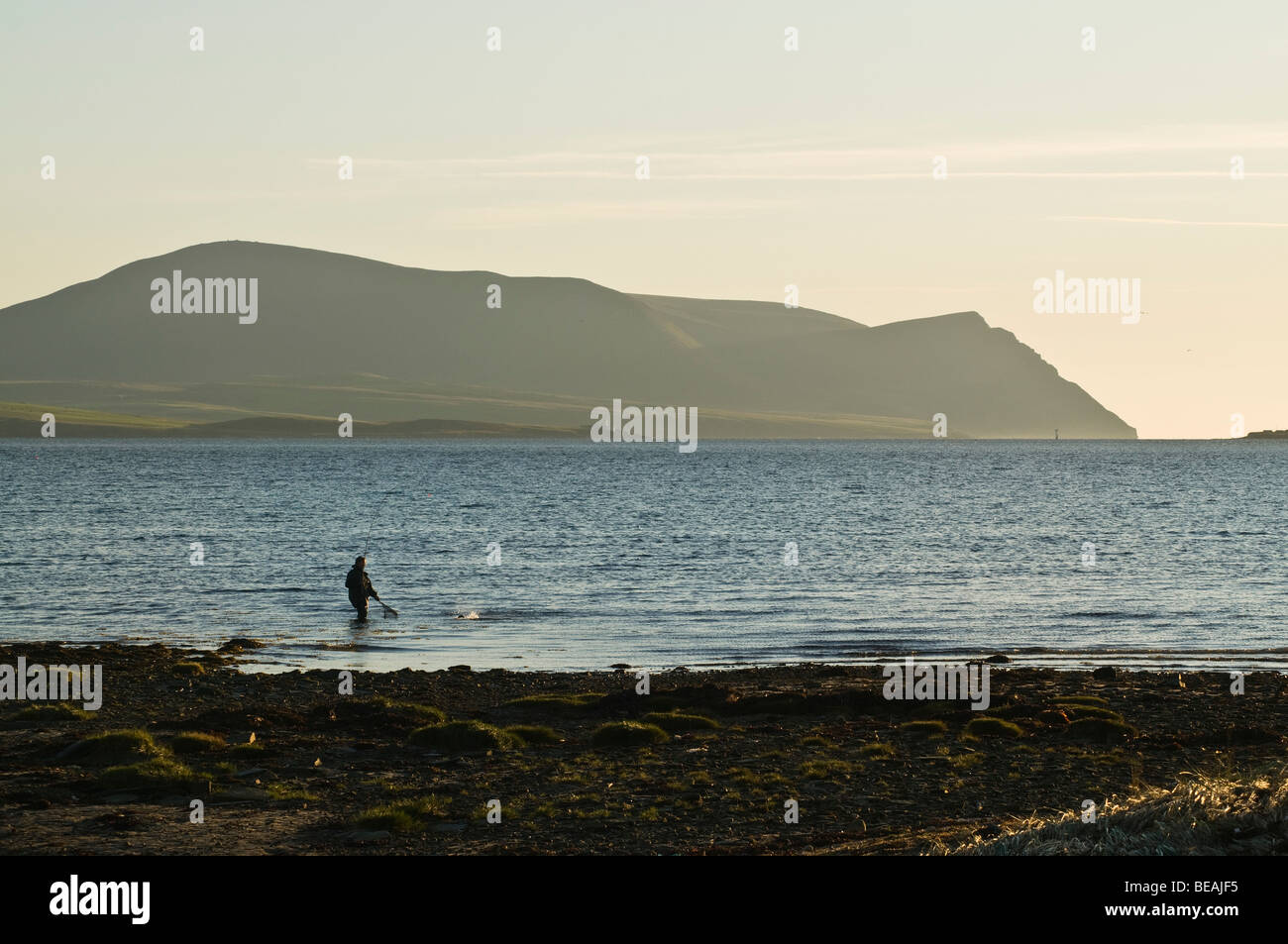 dh Angler netting fish SCAPA FLOW ORKNEY Wading fisherman catching ...