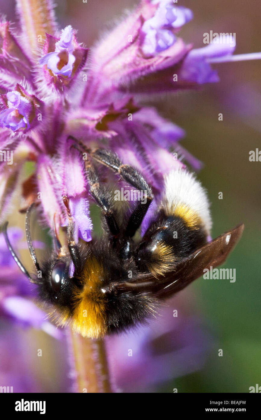 White-tailed bumble bee Bombus Lucorum gathering pollen Stock Photo - Alamy