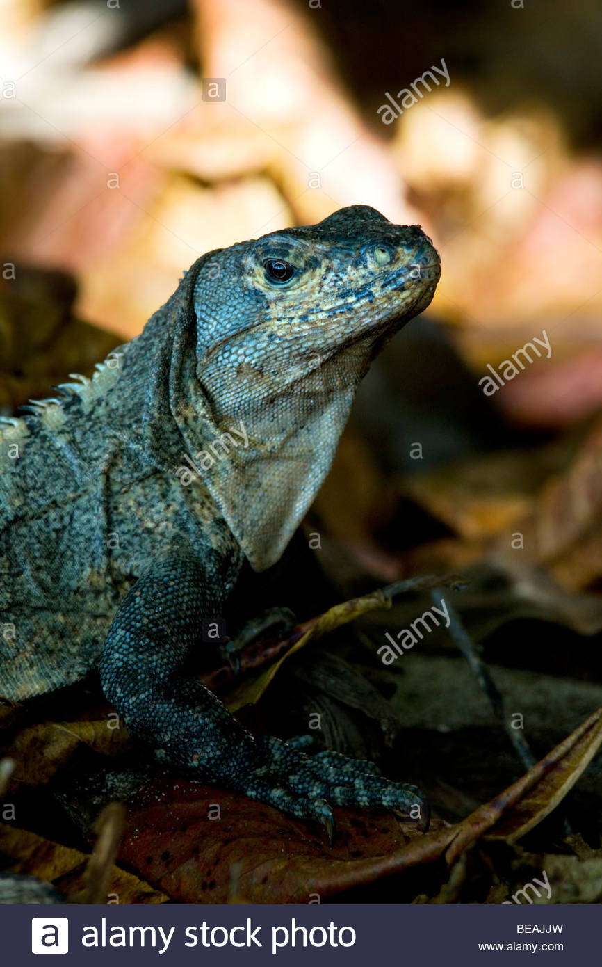 Ctenosaur Stock Photos & Ctenosaur Stock Images - Alamy