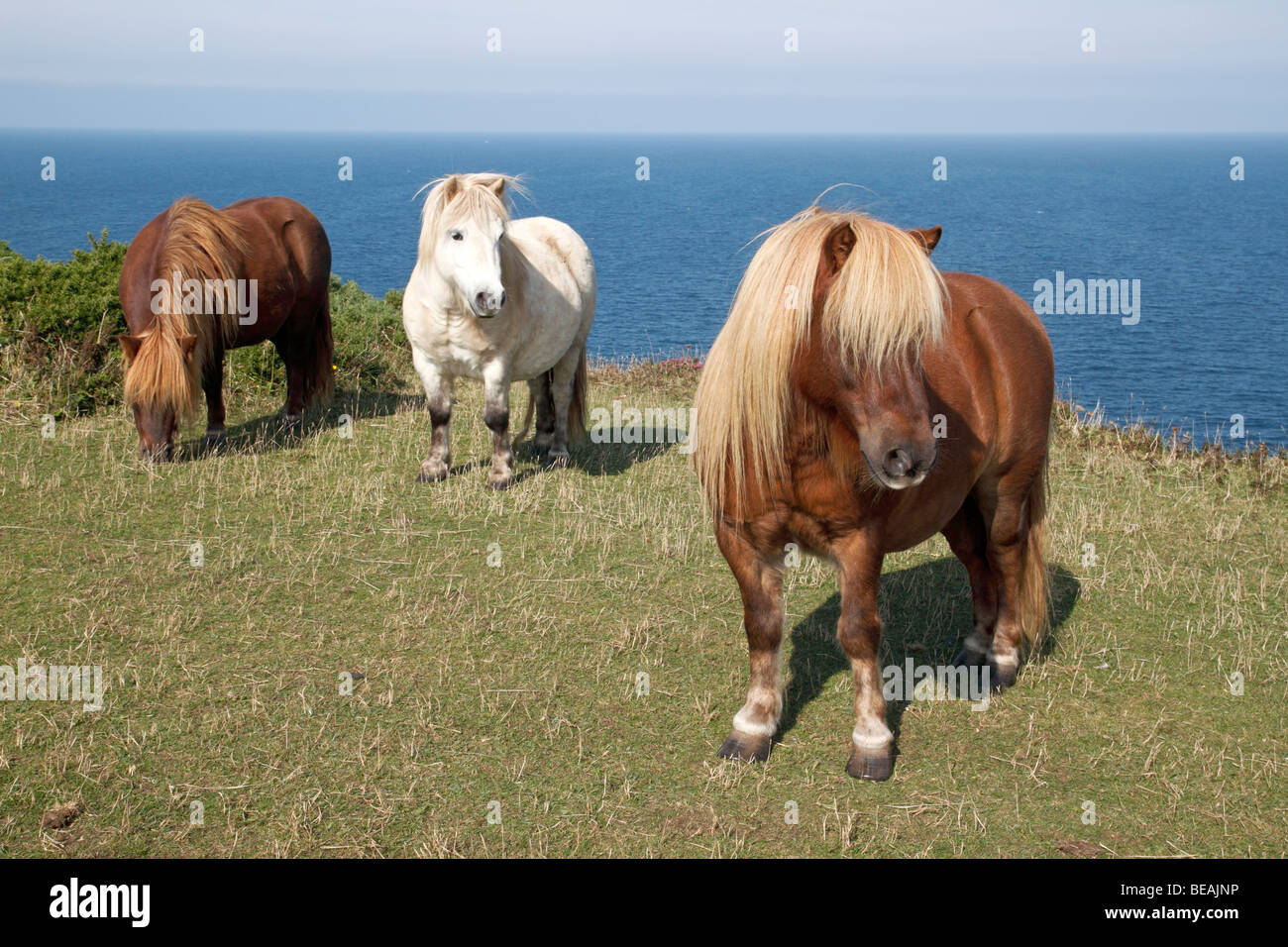 Three ponies grazing near the cliffs above Portreath, Cornwall UK Stock ...