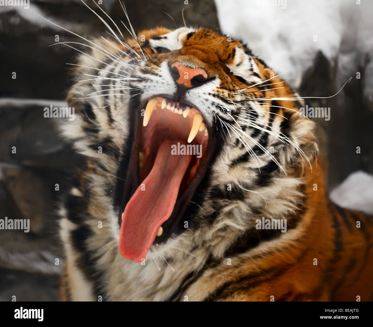 Yawning tiger hi-res stock photography and images - Alamy