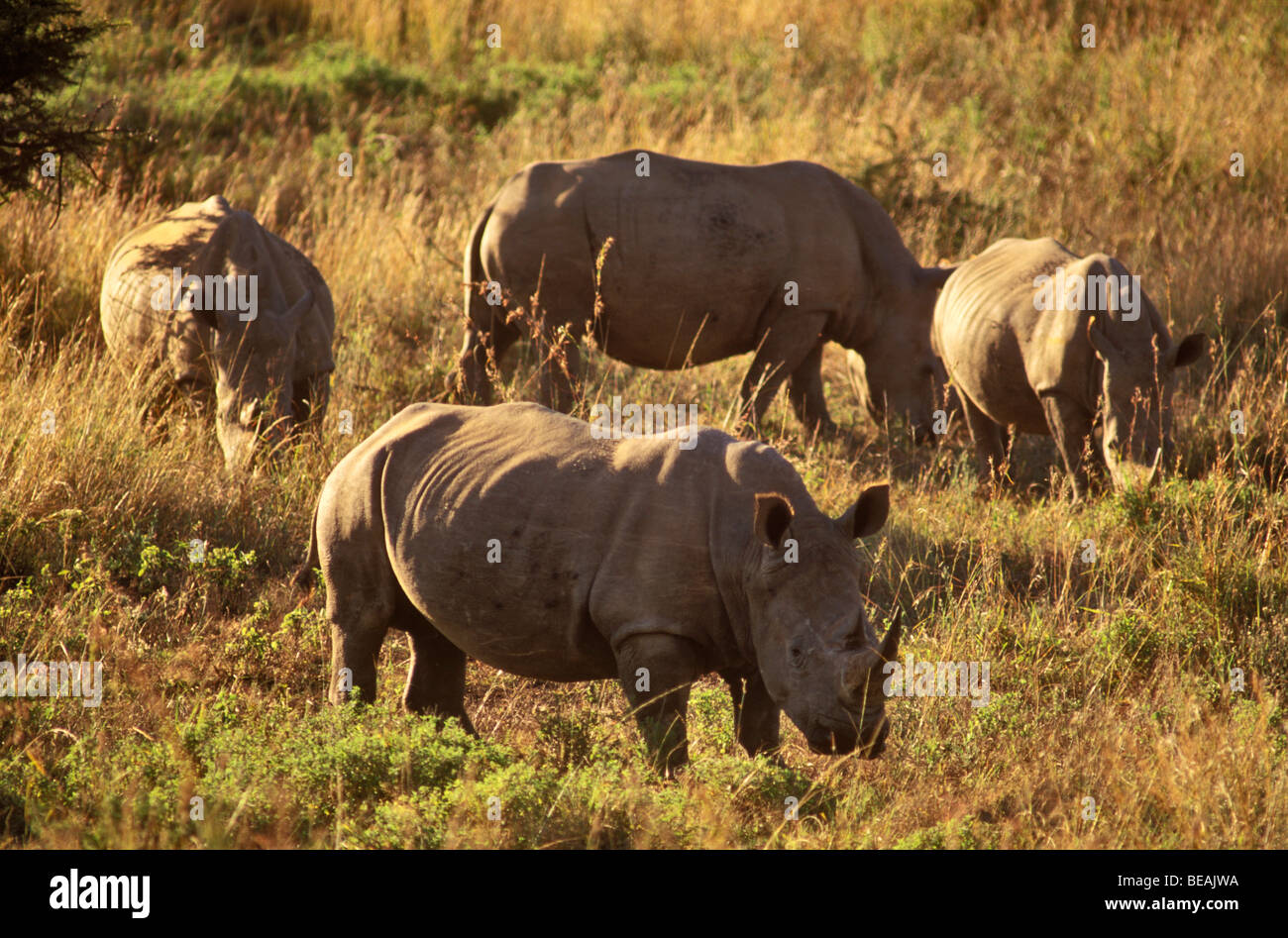Itala game reserve hi-res stock photography and images - Alamy
