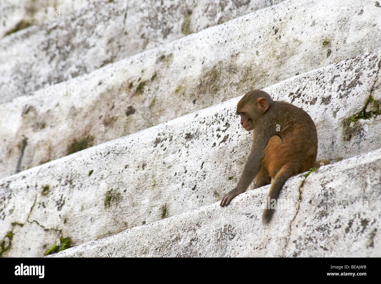 Young monkey on the steps of a temple beside the burning ghats of ...