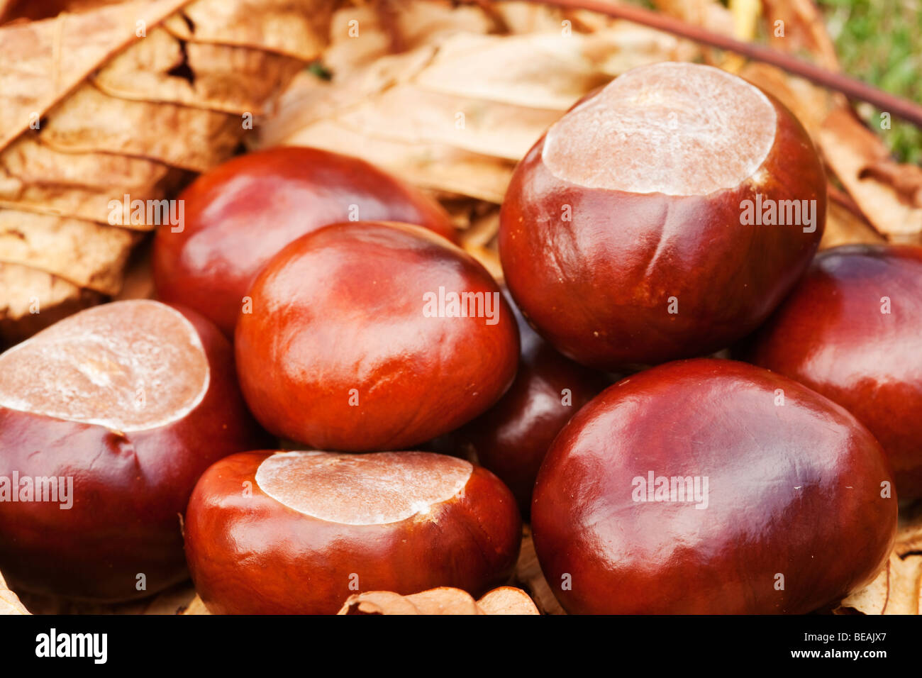 Conkers hi-res stock photography and images - Alamy