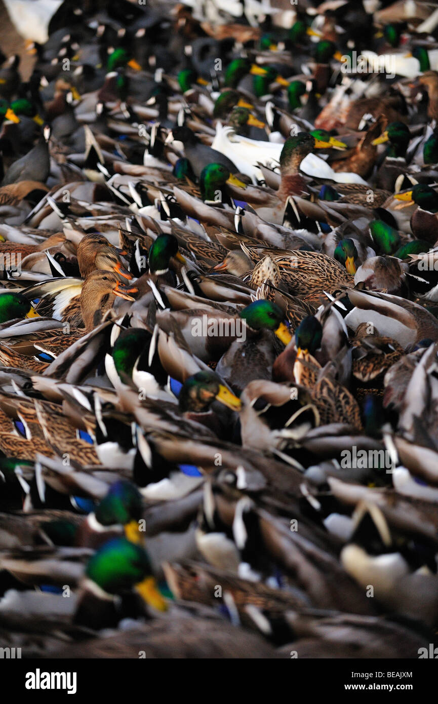 Mallard ducks at White Rock Lake, Dallas, Texas Stock Photo - Alamy