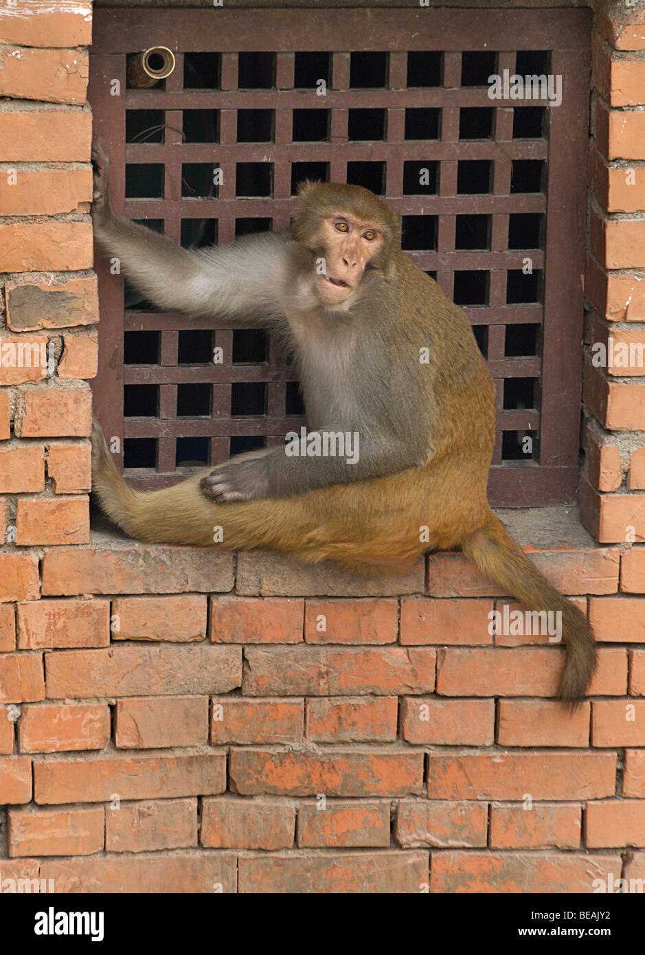 Monkey clinging to a window grill, Kathmandu, Nepal Stock Photo - Alamy