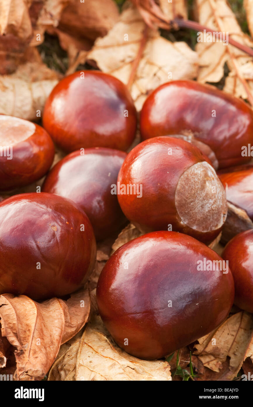Conkers hi-res stock photography and images - Alamy