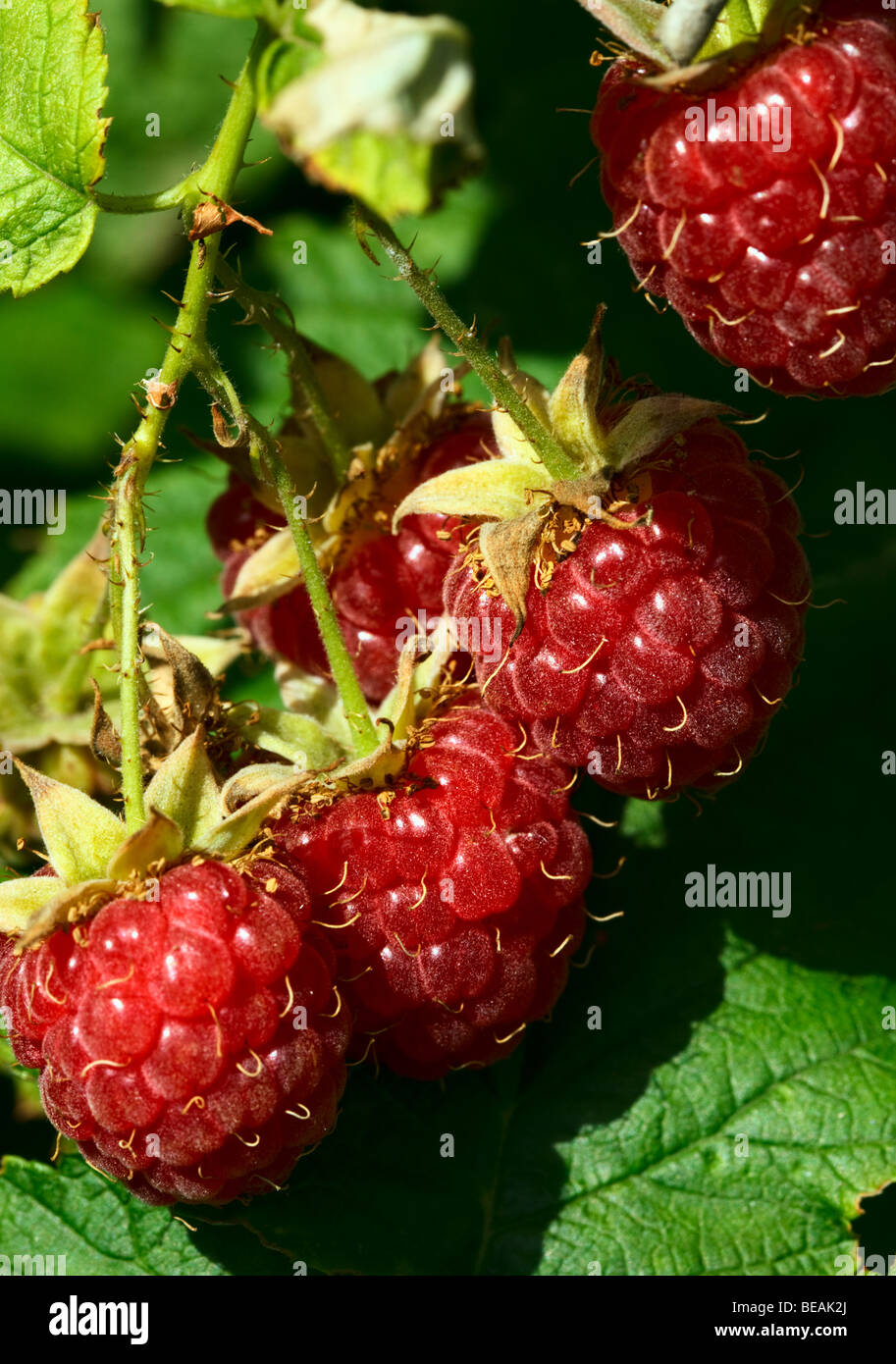 Ripe red raspberry bunch. Macro Stock Photo - Alamy