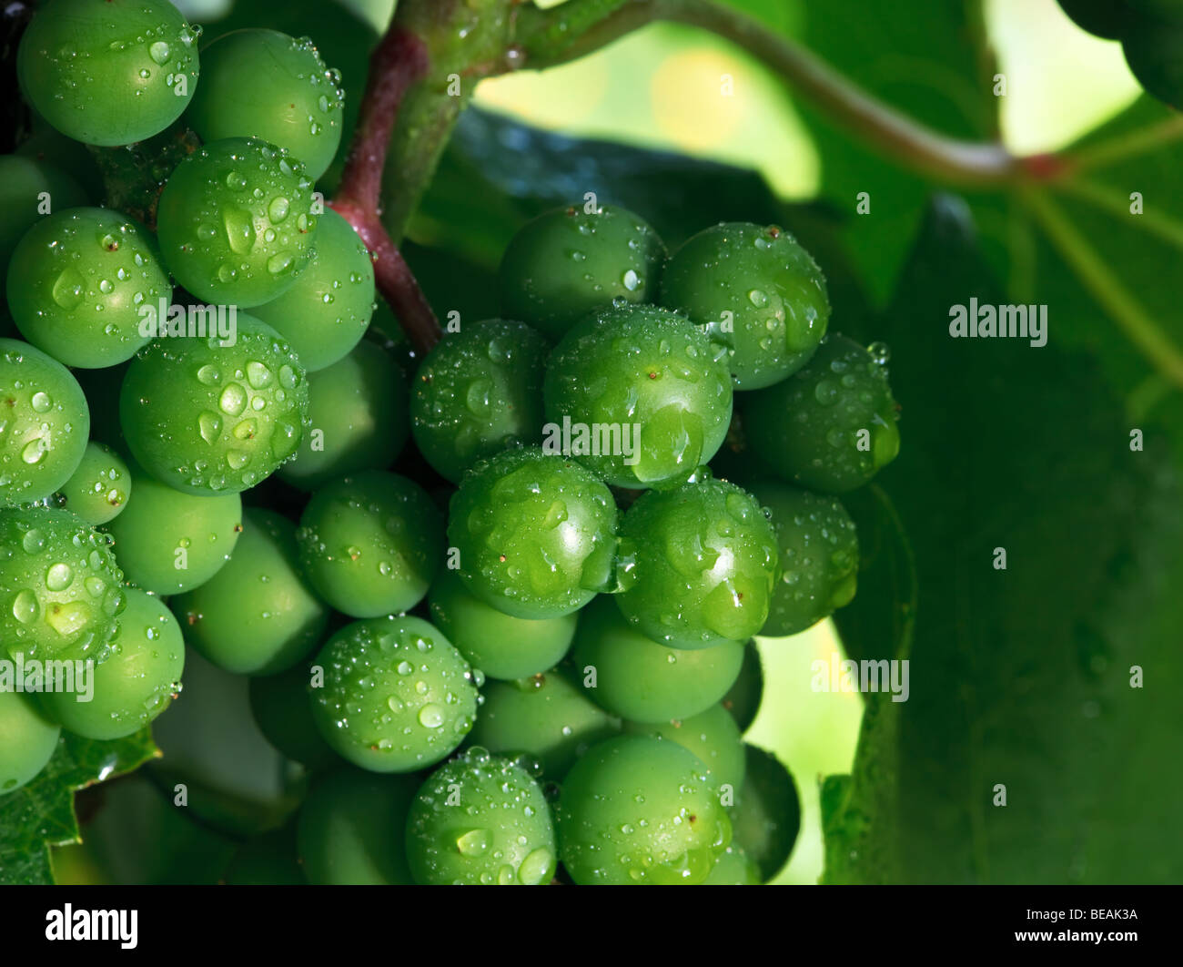 Vineyard and water hi-res stock photography and images - Alamy