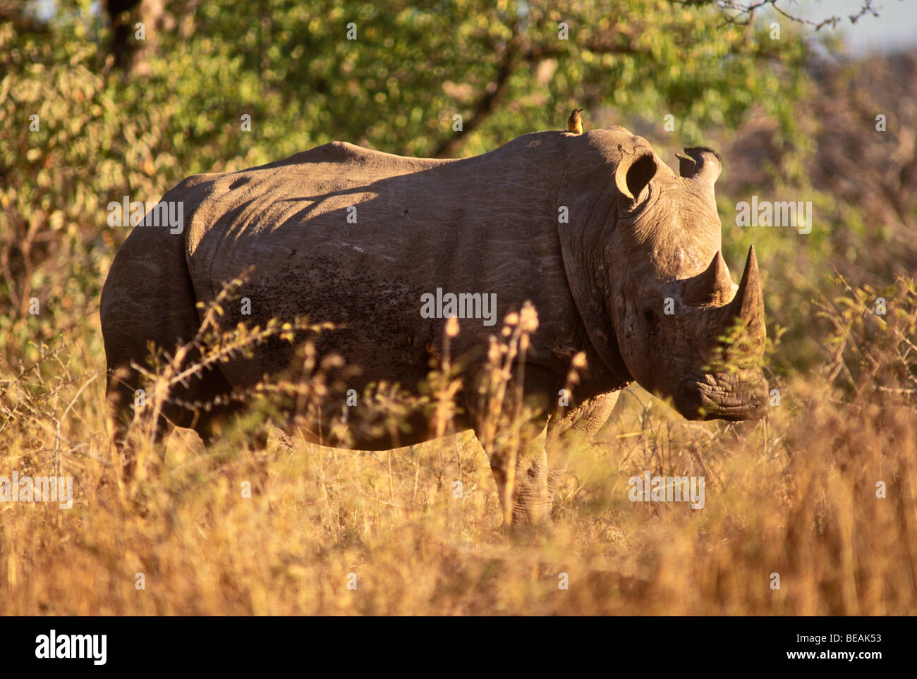 White Rhino at Umfolozi Game Reserve,South Africa Stock Photo - Alamy